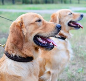 Golden Retriever harness, Golden Retriever muzzle, Golden Retriever ...